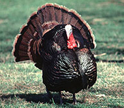 Index of /Images/Holiday